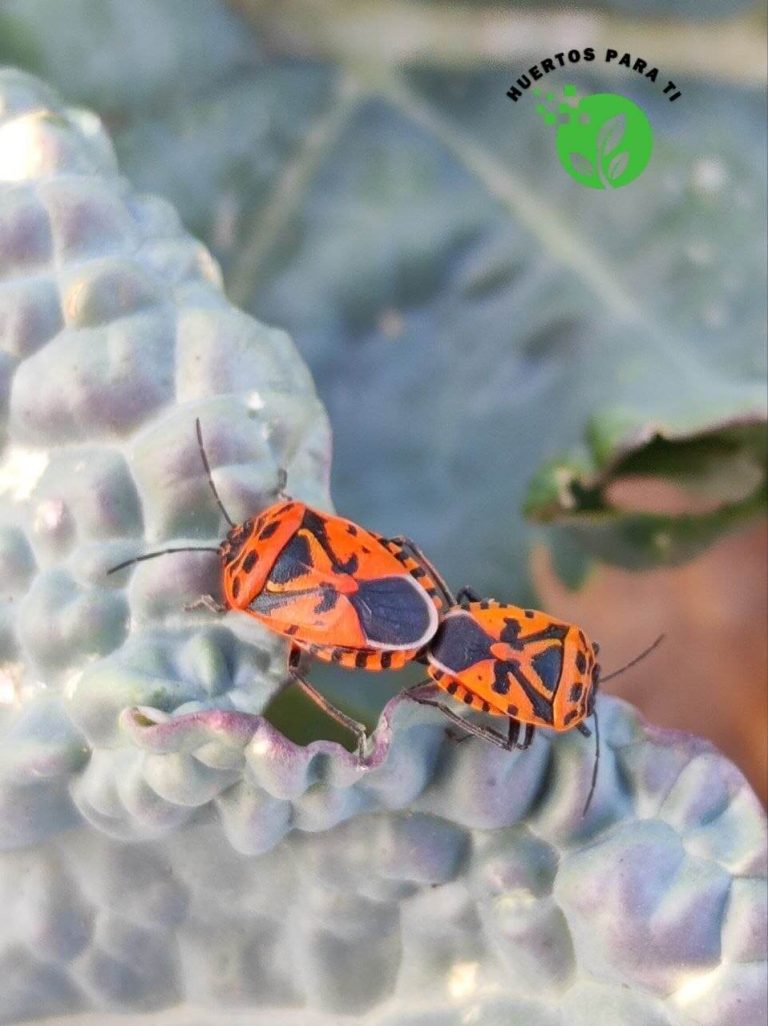Chinche roja o insecto zapatero, que es y como controlar - HuertosParaTi