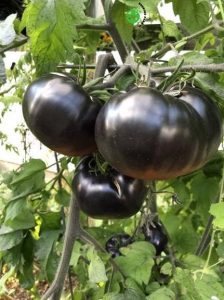 Variedades de tomate azul - HuertosParaTi